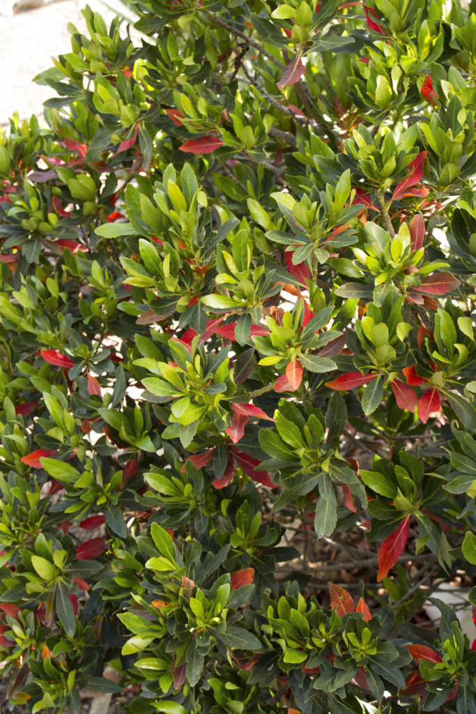 Japanese-Blueberry-3 – La Tejana Tree Sales