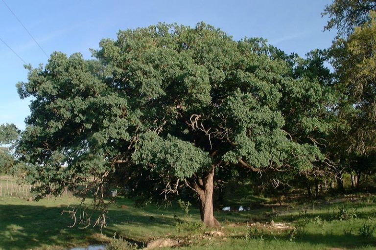 lacey_oak-2 – La Tejana Tree Sales