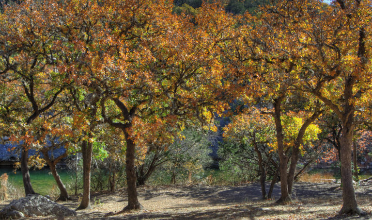 Oak (Lacey) – La Tejana Trees
