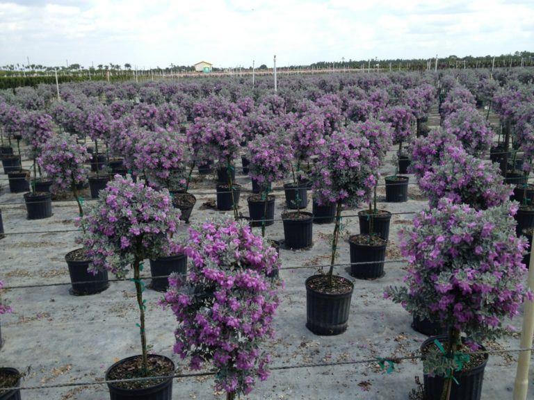 Texas Sage – La Tejana Trees