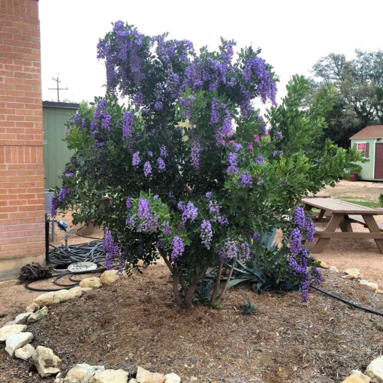 texas_mountain _laurel_6 – La Tejana Trees