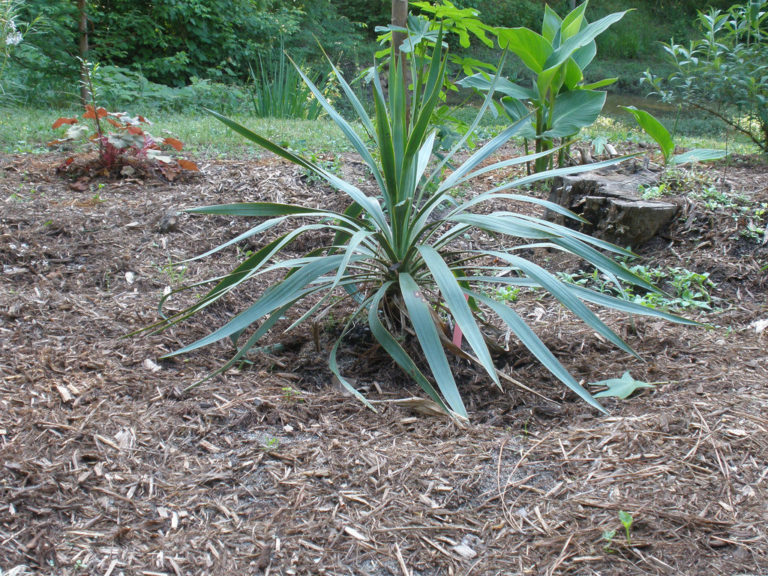 Soft_Tip_Yucca_3 – La Tejana Tree Sales