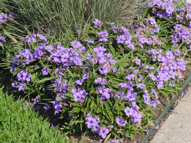ruellia_dwarf_2 – La Tejana Tree Sales