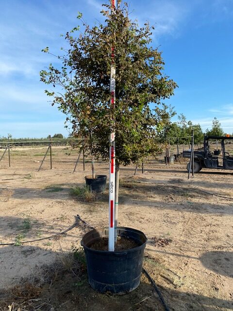 La Tejana Trees – Texas Tree and Plant Broker