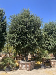 La Tejana Tree Sales – The Southwest’s Largest and Most Trusted Online ...